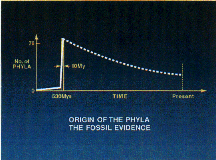 The Cambrian explosion: biology’s Big Bang | WINTERY KNIGHT