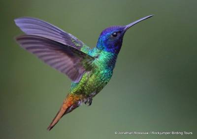 New study: another biological Big Bang, this time for bird development ...